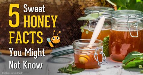 Things You Didn T Know About Honey
