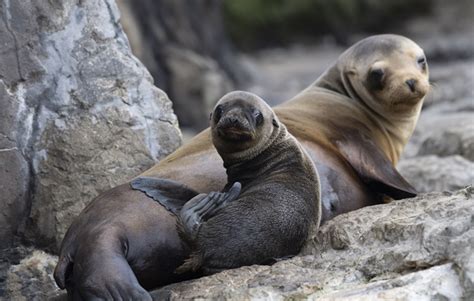 Memorial Day Surprise For A Lucky Few As California Sea Lion Born At