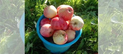 Яблоки купить в Ярославле Товары для дома и дачи Авито