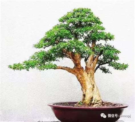 管理养护珍珠黄杨盆景的一些窍门再也不会为家里的黄杨盆景担心