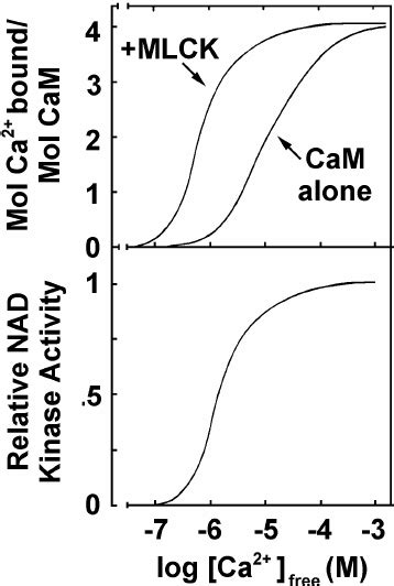 Calmodulin Binding Proteins Enhance The Ability Of Calmodulin To Bind Download Scientific