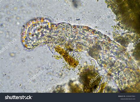 661 Root Microorganism 图片、库存照片和矢量图 Shutterstock