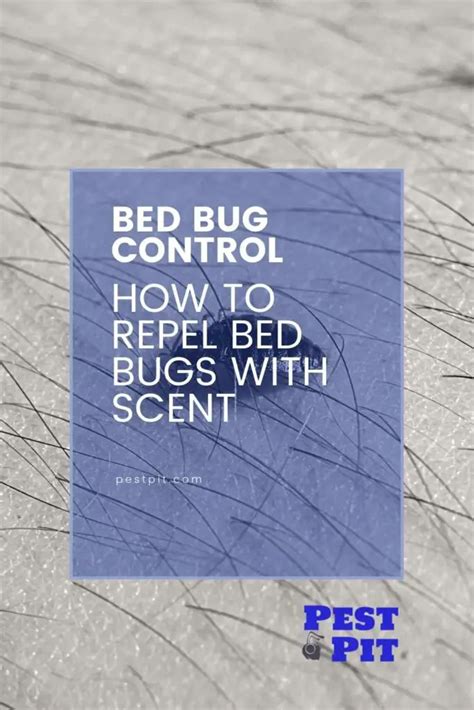 How To Repel Bed Bugs With Scent The Best Scents For Repelling Bed