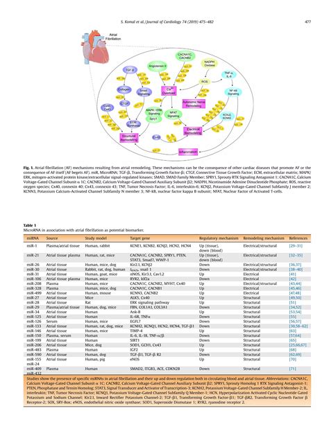 Micrornas Emerging Biomarkers For Atrial Fibrillation Pdf