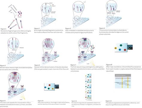 Miseq Biorigami