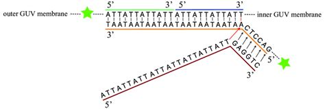 10 Theoretical DNA Pairing Schematic With DNA 1 Blue Backbone Download Scientific Diagram