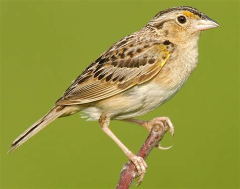 Grasshopper Sparrow Songs And Calls Larkwire