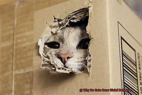 Why Do Cats Have Weird Behavior