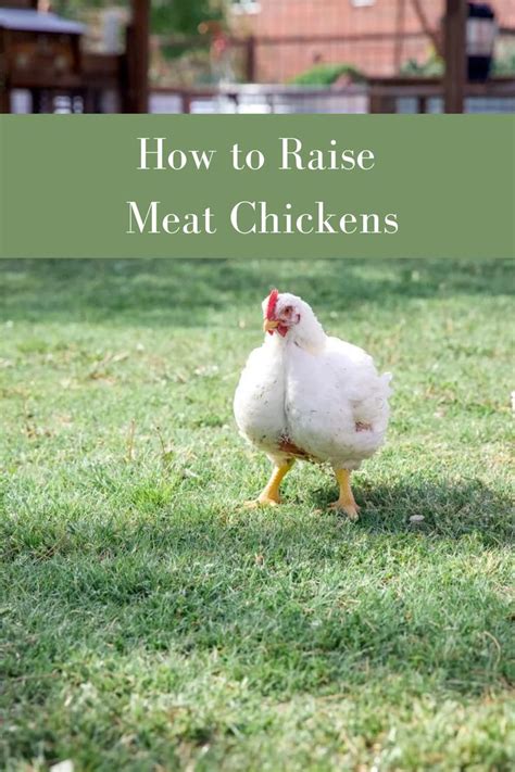 How To Raise Meat Chickens