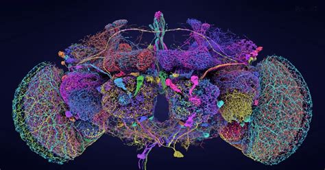 ‘초파리 뇌 지도 게이머들도 나섰다 [오철우의 과학풍경]