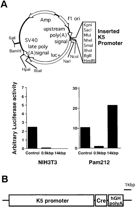Creation Of The K5Cre Transgenic Lines A K5 Promoter Activity In