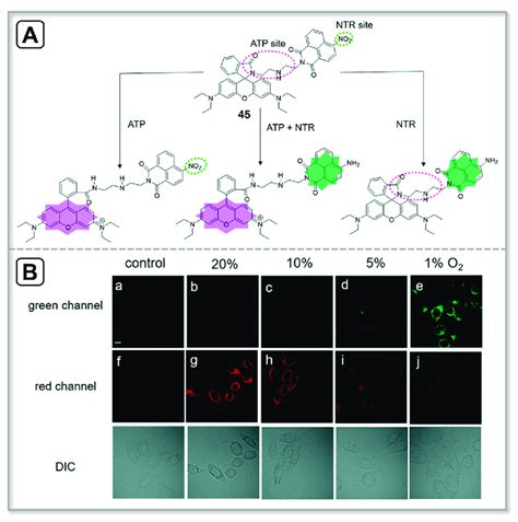 A Structure Of Atp Fluorescent Probe 45 B Confocal Fluorescence Download Scientific