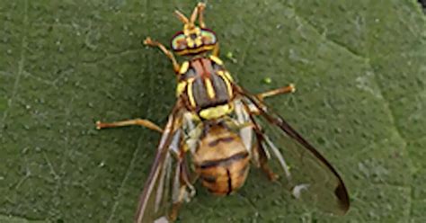 Los Angeles Area Under First Ever Quarantine Due To Tiny Invasive