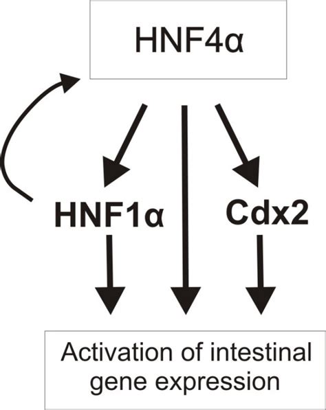 A Model Of Some Of The Components In An Hnf4α Regulated Transcription