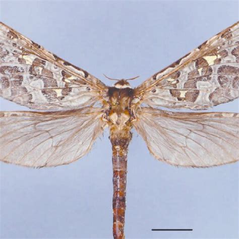 Pdf Description Of A New Species Of Phassus Walker 1856 From Costa