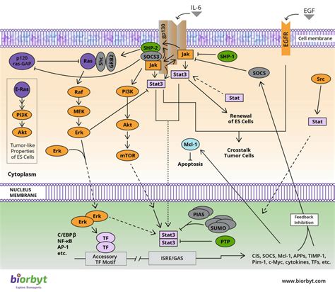 Cell Signalling Map Kinase Signaling With Phospho Elisa