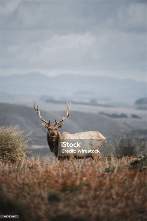 캘리포니아 포인트 레예스 국립 해안 자연 보호 구역의 초원에 서 있는 툴레 엘크 0명에 대한 스톡 사진 및 기타 이미지 0명