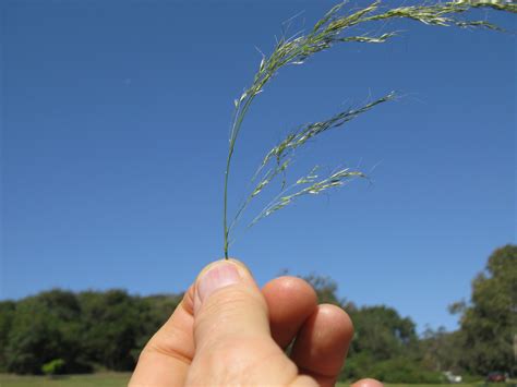 Plume Grass Grasslands