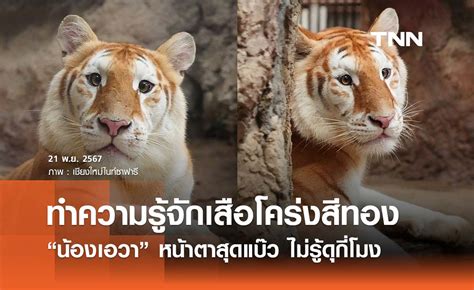 ทำความรู้จัก น้องเอวา เสือโคร่งสีทองสุดแบ๊ว ชาวเน็ตถามจะดุกี่โมง