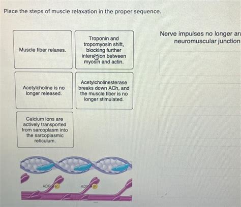 Solved Place The Steps Of Muscle Relaxation In The Proper