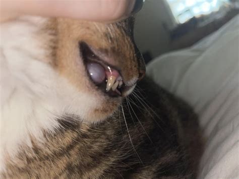 Weird Marking On My Cats Ear Anyone Have Experience With This R