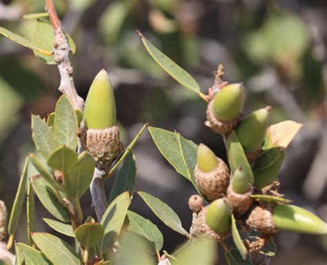 Bush Interior Live Oak Variety Quercus Wislizeni Frutescens