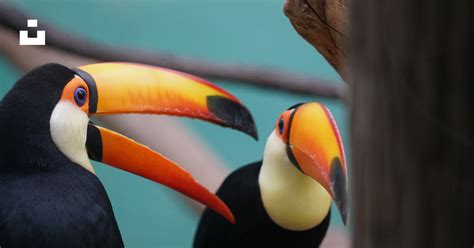 나란히 서있는 두 마리의 새들 사진 Unsplash의 무료 새 이미지