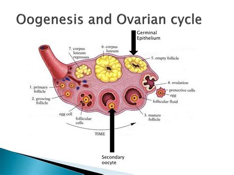 Ppt Female Reproduction Powerpoint Presentation Free Download Id