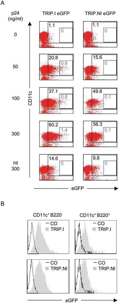 Lentiviral Vector Transduction Leads To Effective Antigen Expression Download Scientific