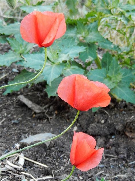 Bunga Poppy Lapangan Alam Foto Gratis Di Pixabay Pixabay