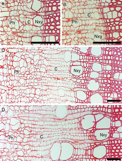 Light Micrographs Showing Transverse Views Of The Differentiation Of