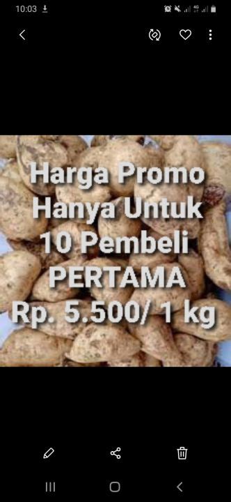 Ubi Jalar Segar Putih Ubi Rambat Segar Putih Ubi Putih Harga Untuk 1 Kg