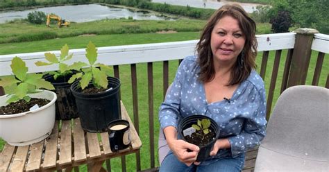 Why One Woman Is Growing ‘legacy Acorns From Nova Scotias Fallen