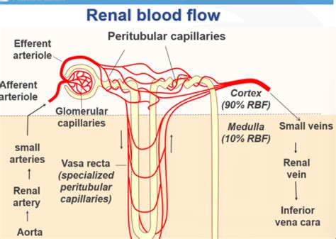 Renal Flashcards Quizlet
