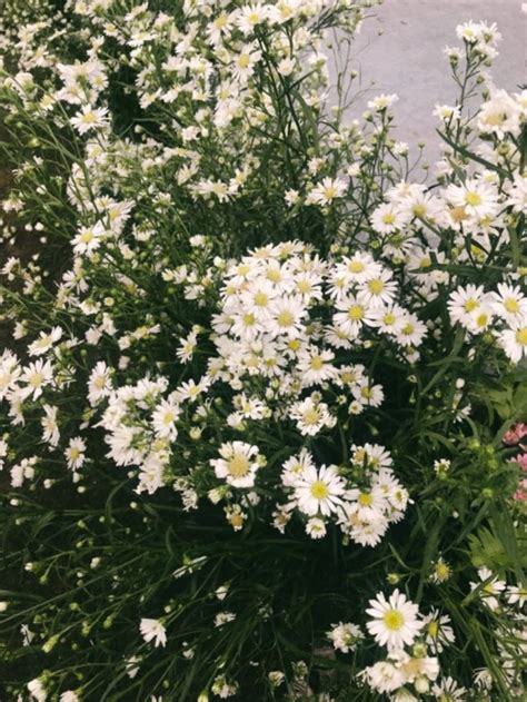 Bunga Putih Bunga Putih Bunga Fotografi Bunga