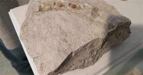 Strange Fossil Album On Imgur