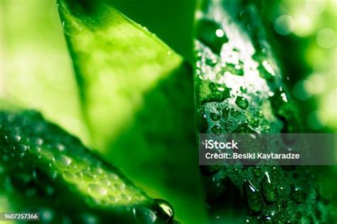 水滴のある緑の植物のクローズアップ画像濡れた植物マクロ画像 しずくのストックフォトや画像を多数ご用意 しずく カラー画像 クローズ