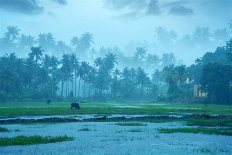 മഴ കുറയും മൂന്ന് ജില്ലകളില്‍ ഇന്ന് യെല്ലോ അലര്‍ട്ട് Central