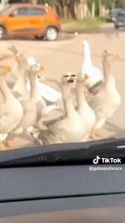 La Banda De Los Ganso Descontrolado 🤣🤣 Youtube