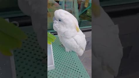 귀여운 코카투🕊 Youtube