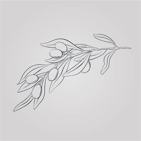 올리브 나무 가지 잎 올리브 손으로 그린 스케치 라인 아트 개요는 밝은 회색 배경에 격리되어 있습니다 인쇄 표지 벽지 그림