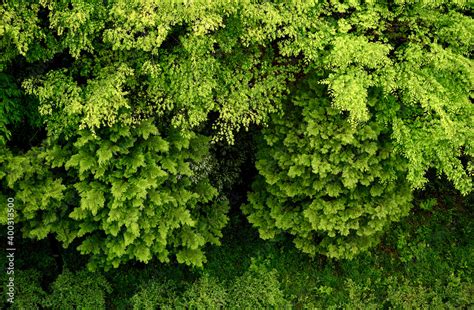 緑色の世界 Stock 写真 Adobe Stock