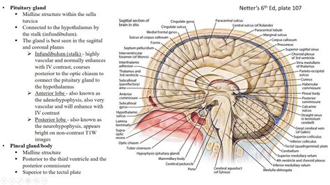 Brain Diencephalon Youtube