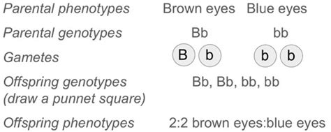 PATTERNS OF INHERITANCE Flashcards Quizlet