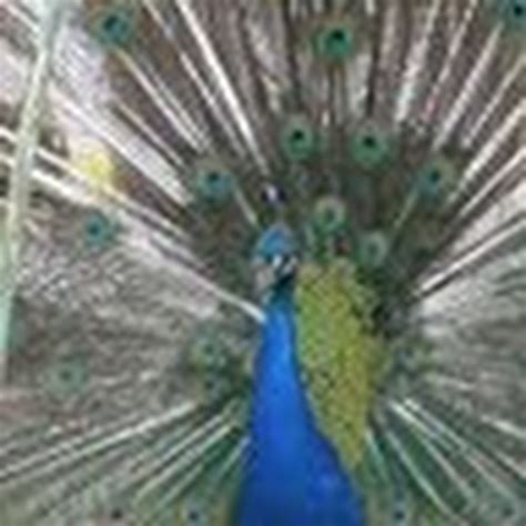 Claudia Lutterotti Youtube