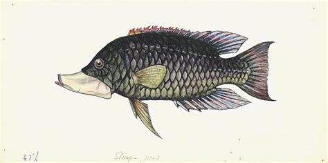 Sling Jaw Colour Epibulus Insidiator Pallas Artofit