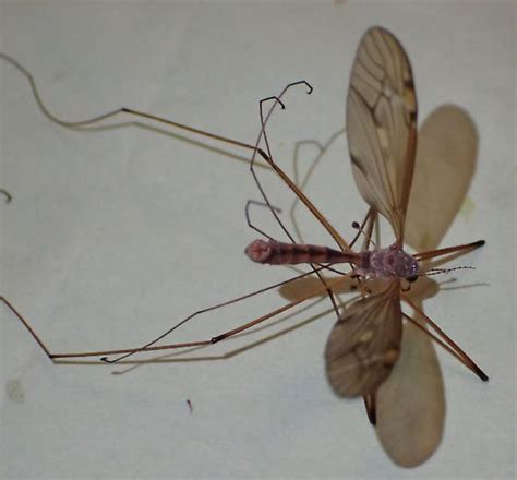 Nephrotoma Sp BugGuide Net