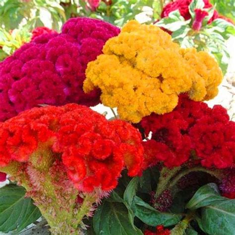 Benih Bunga Cockscomb Mix Colour 100pcsflower Celosia鸡冠花籽混色 Shopee Malaysia