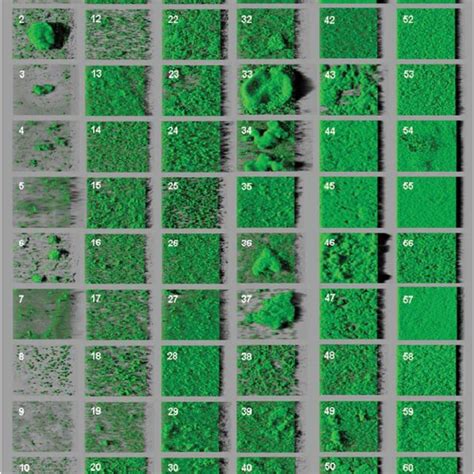 3d Projections Of Biofilm Structure Obtained From Confocal Z Stacks