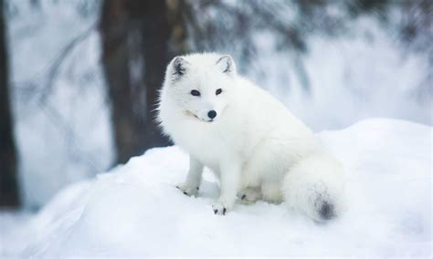 Tundra Arctic Fox In Summer